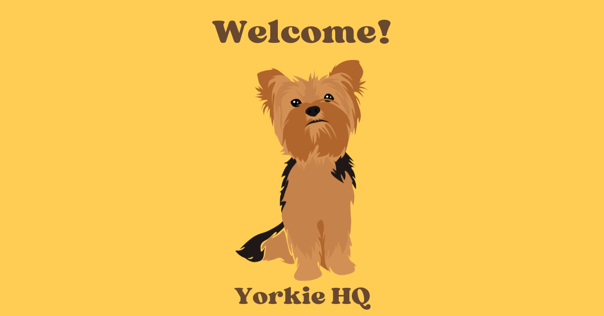 Welcome, Yorkie Lovers! - Yorkie HQ